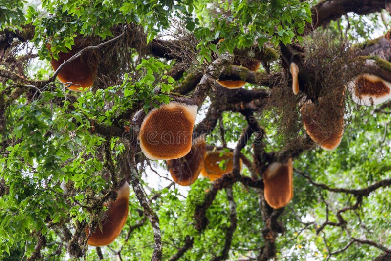 Honey tree stock photo. Image of hexagon, crowded, branch - 31054806
