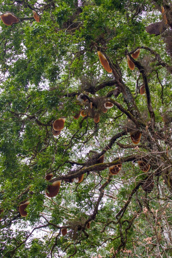 Honey tree stock photo. Image of honeycomb, community - 31054808