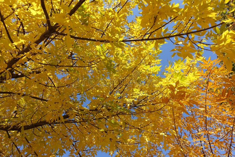 Leafage of Ash Tree in Various Shades of Yellow Stock Image - Image of ...