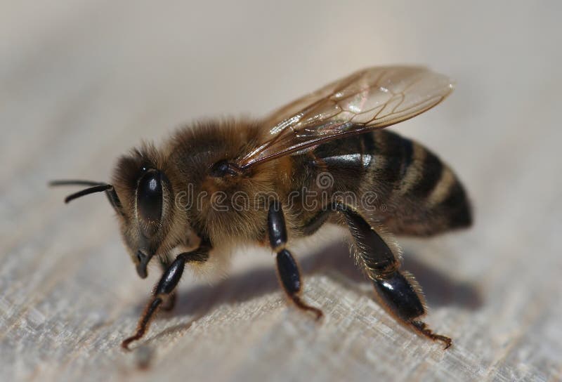 Honeybee stock image. Image of honey, close, insect, field - 2354343