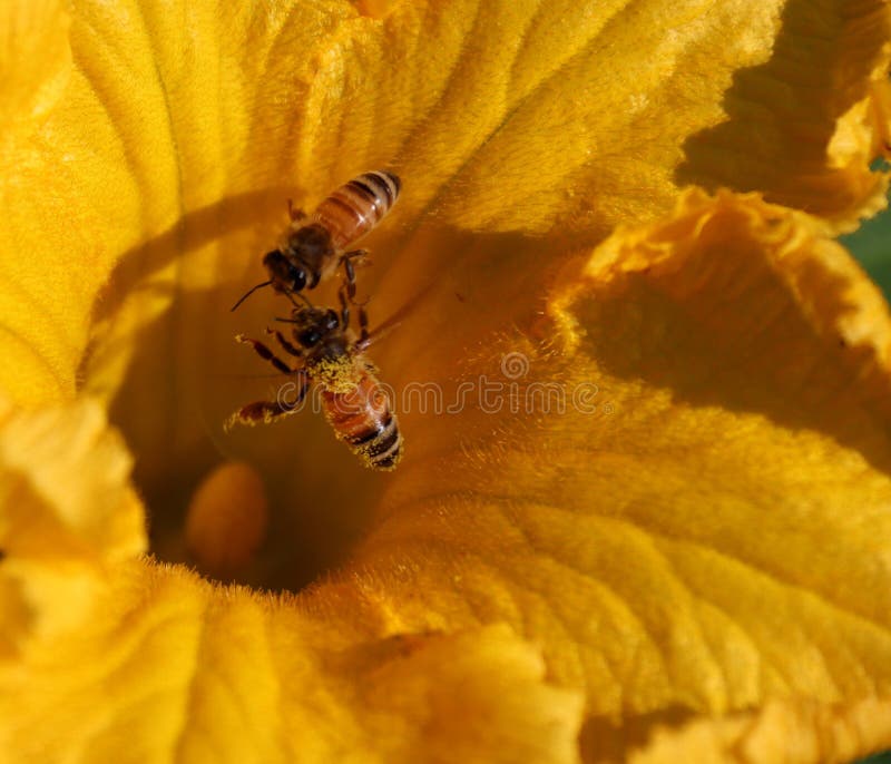 Honeybee; bee editorial image. Image of gold, ducks - 158193830
