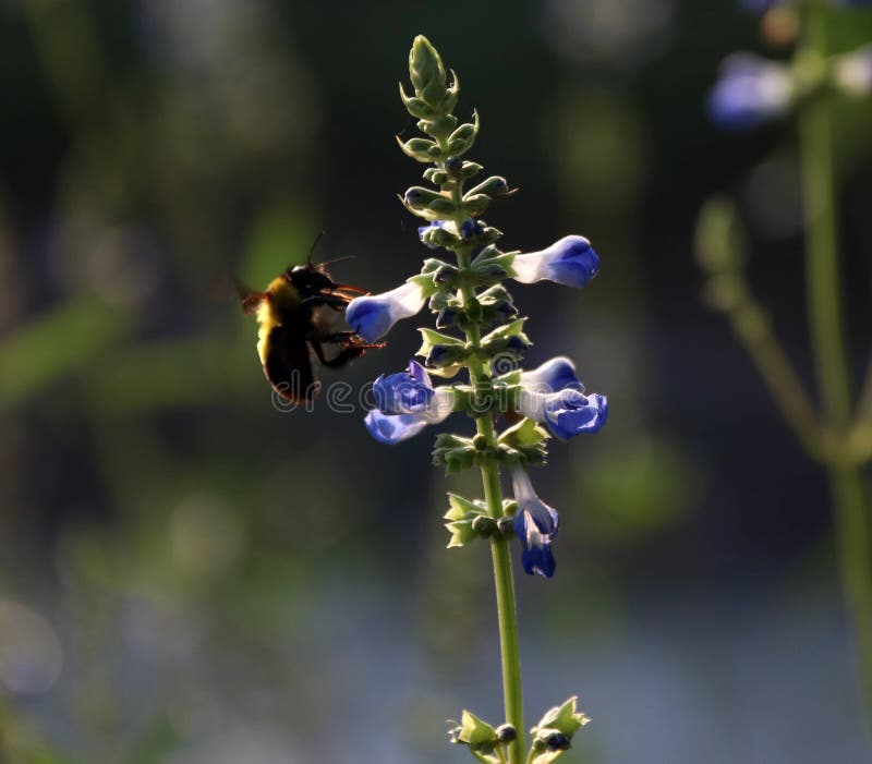 Honeybee; bee stock photo. Image of bean, landscape - 158196960