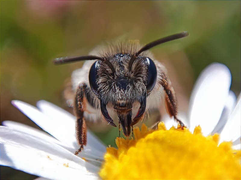 Honeybee stock image. Image of honeybee, closeup, macro - 247383663