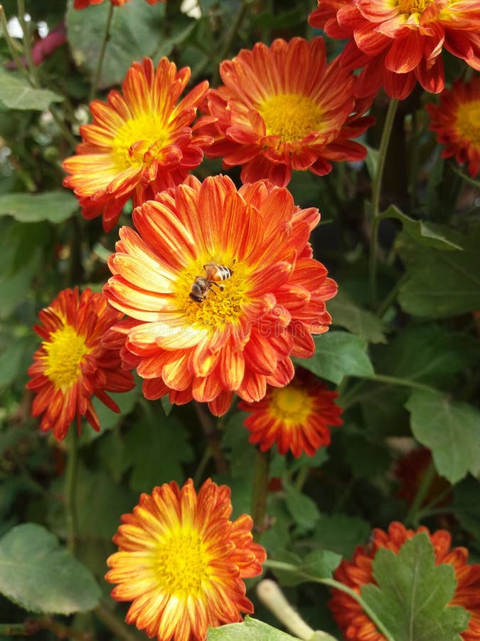 Sewanti Stock Photos - Free & Royalty-Free Stock Photos from Dreamstime