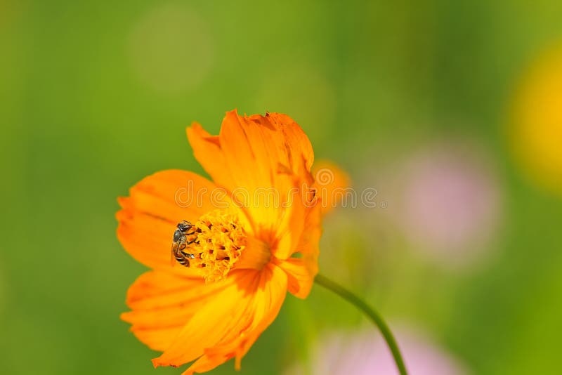 Honeybee Collects Flower Nectar from Daisy Stock Photo - Image of ...