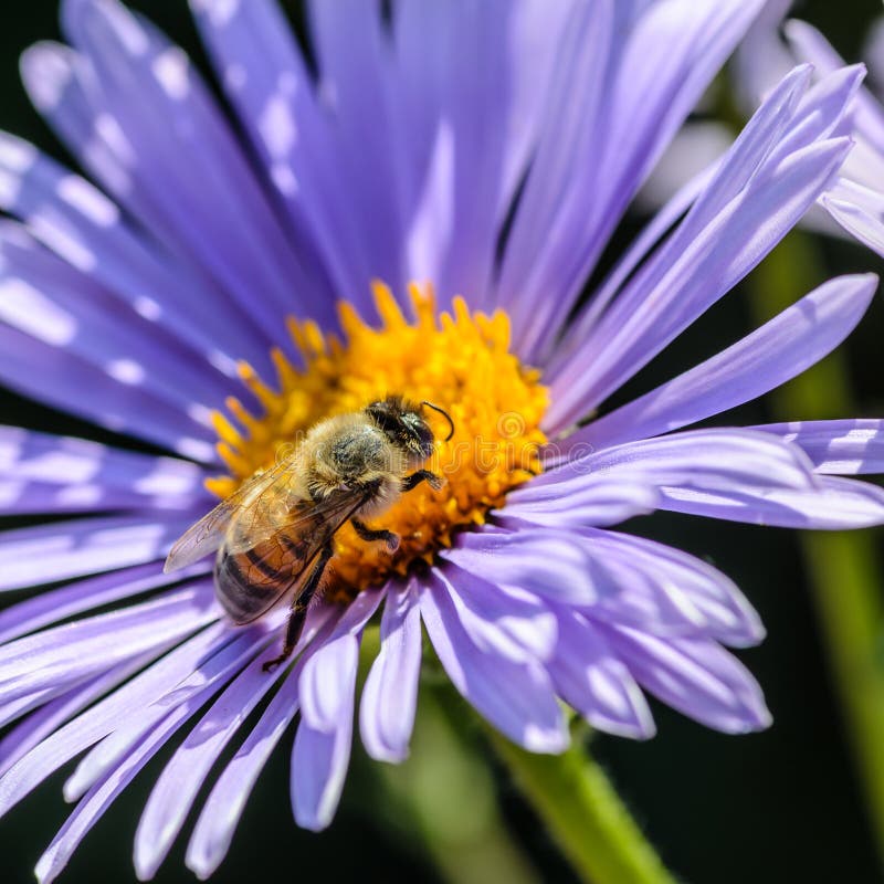 The Honeybee Collects Nectar on Yellow Bud Stock Image - Image of ...