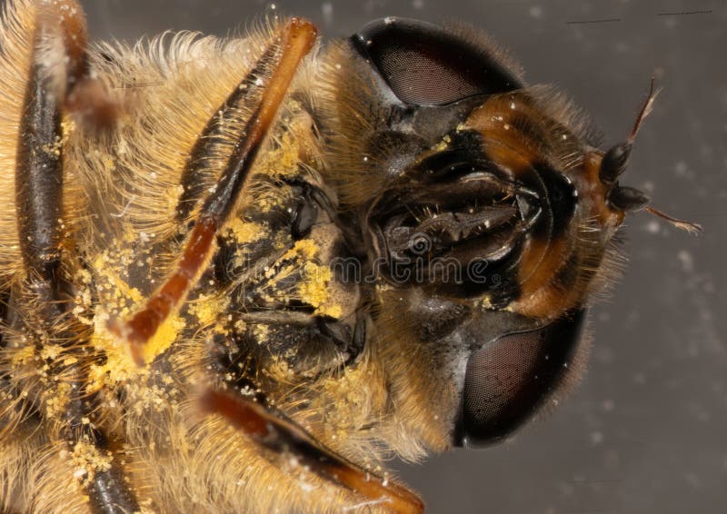 Honeybee Complex Eyes Close Up Stock Photo - Image of wings, bees ...