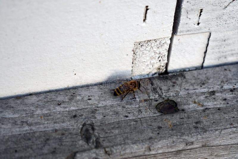 Waggled Dance Stock Photos - Free & Royalty-Free Stock Photos from ...