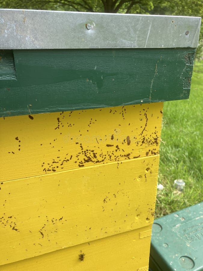 Honeybee Faeces on a Beehive Box. Apis Mellifera. Beekeeping Stock ...
