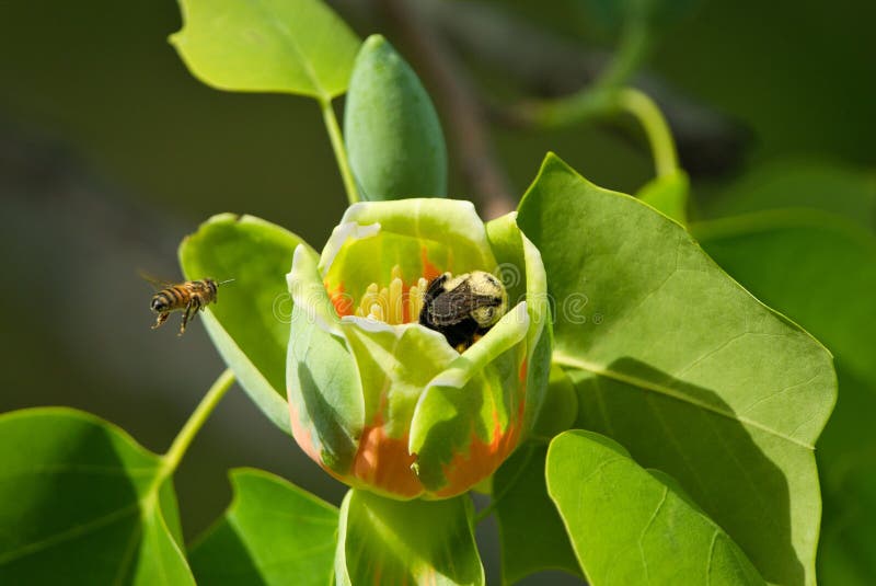 Honeybee Flying Towards a Flower with a Carpenter Bee Inside it. Stock ...