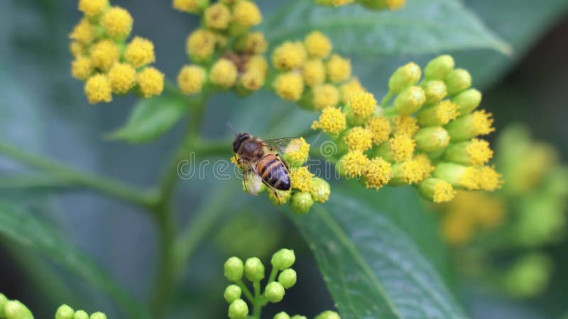 Honeybee Gathering Nectar from Daisy Trees with Blur Background Stock ...