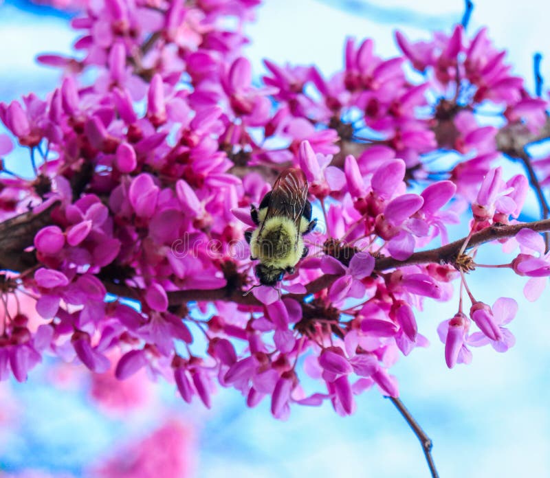 Honeybee getting pollen stock photo. Image of pink, petal - 215861608
