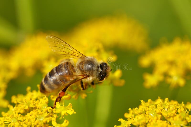 Honeybee harvesting pollen stock photo. Image of hive - 54483510