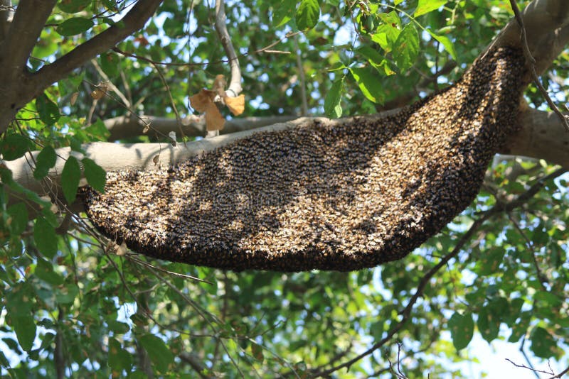 A Honeybee Hive on a High Tree Stock Image - Image of wing, natural ...