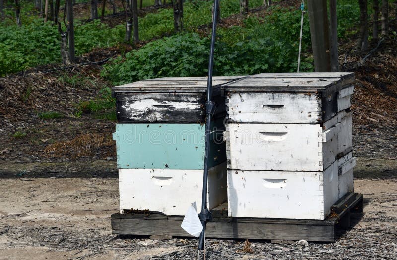 Honeybee Hive Out To Pollinate Stock Photo - Image of apiary, pollinate ...