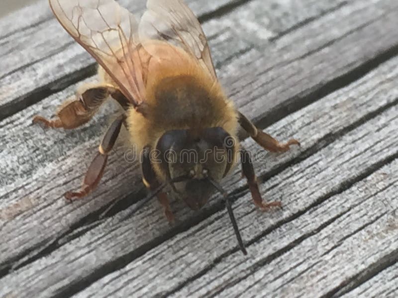 Honeybee stock photo. Image of honey, insect, chillin - 160466262