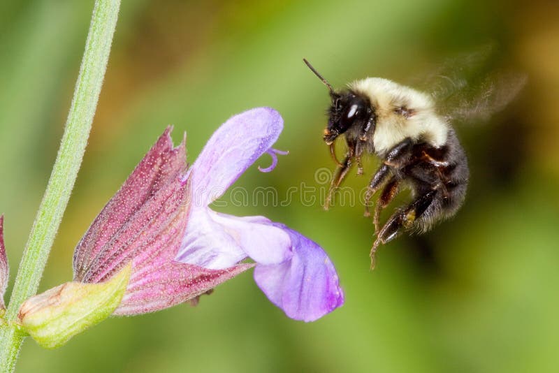 129 Honey Bee Hovering Over Flower Stock Photos - Free & Royalty-Free ...
