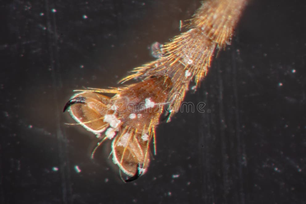 Honeybee Leg with Claw Close Up Stock Image - Image of wings ...