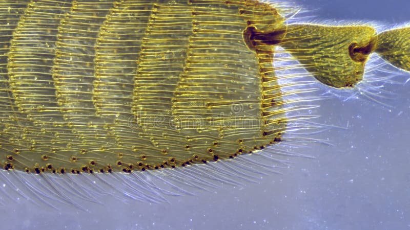 Mayfly Nymph, Dorsal View Under the Microscope in 4k Stock Video ...