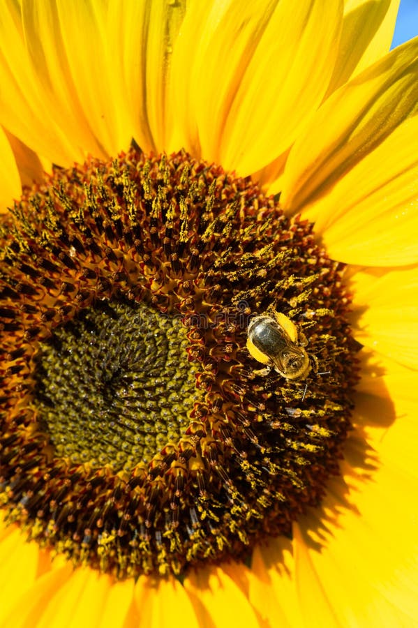 Honeybee Moves Down Side of Sunflower Face Displaying Pollen Baskets ...