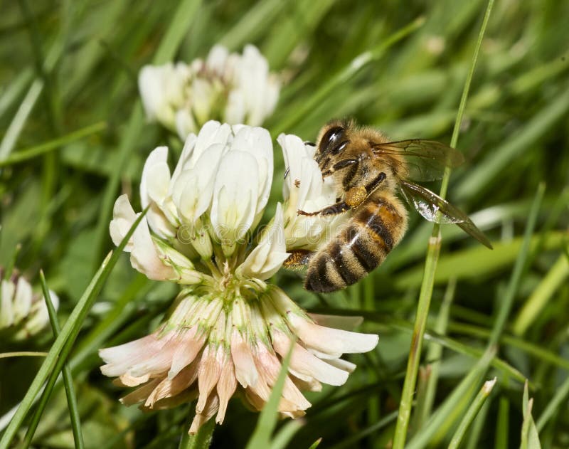 Honeybee Pollinating White Clover in Sunny Meadow Stock Image - Image ...