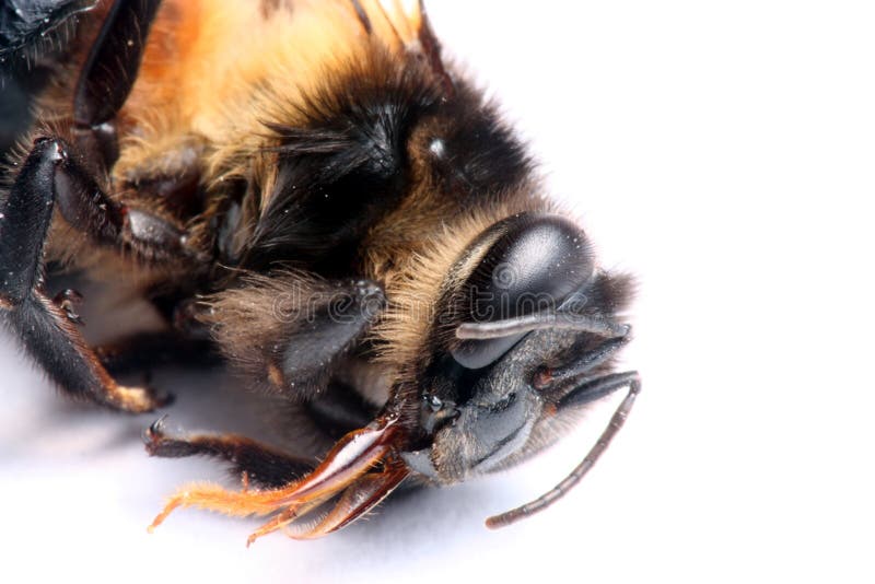Honeybee Portrait stock photo. Image of busy, isolated - 14481068