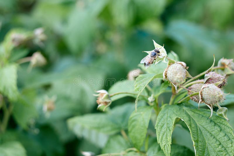 Honeybee on Raspberrys in Garden Stock Image - Image of pollination ...