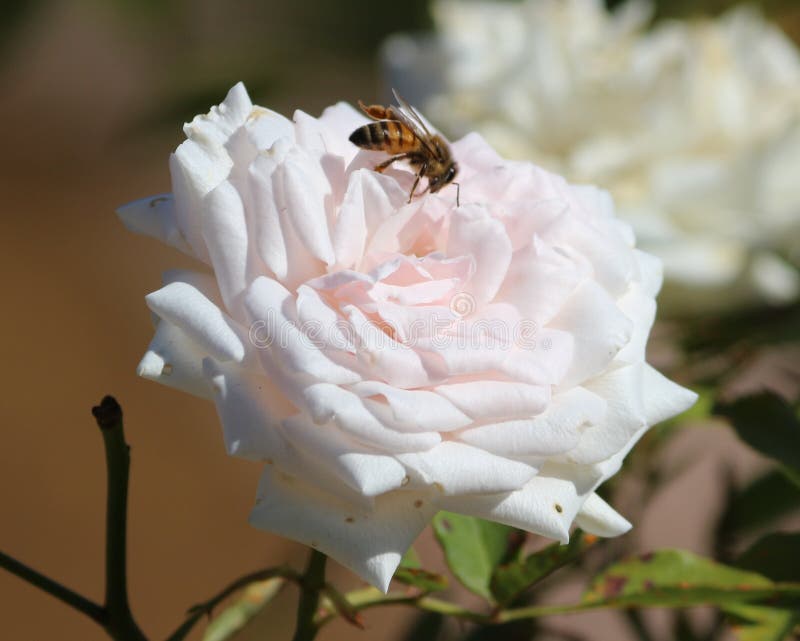 Bee in a rose stock photo. Image of pretty, floral, nature - 113687682