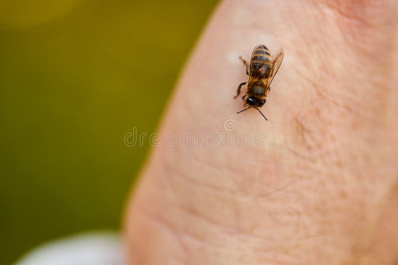 Honeybee Sitting on Human Skin, Attack Stock Photo - Image of attack ...