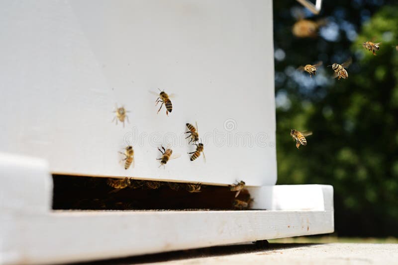 Honeybees with hive stock image. Image of scenery, outdoors - 289116057