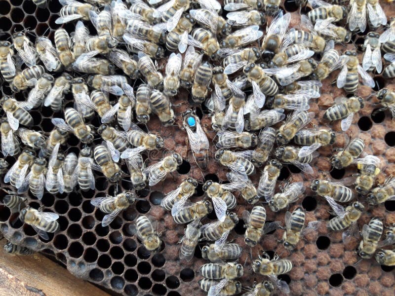 Honeybees stock photo. Image of queen, blue, color, honeybees - 93149962