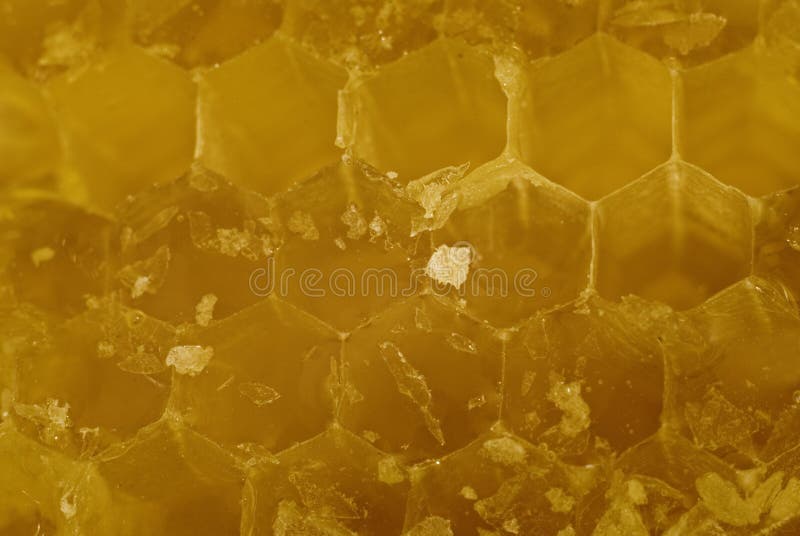 Honey Background stock image. Image of capped, comb, pollen - 110721