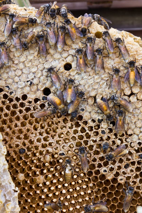 Honeycomb stock photo. Image of leadership, hive, insects - 23357746