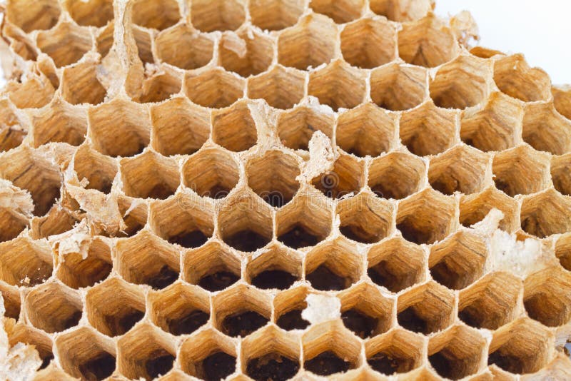 Honeycomb stock image. Image of view, side, detailed - 24508891