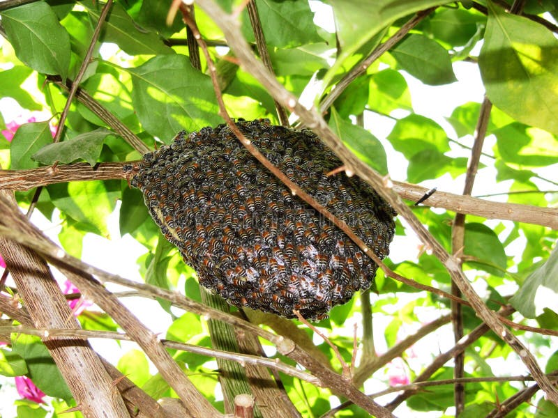 Honeycomb stock photo. Image of tropical, creature, nature - 24647408