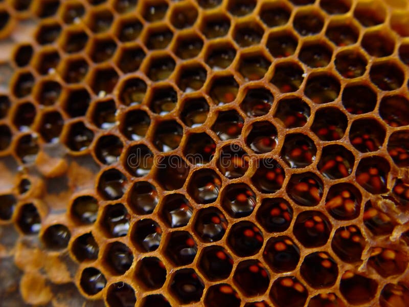 Honey Comb with pollen stock photo. Image of beehive, honeycomb - 3307288
