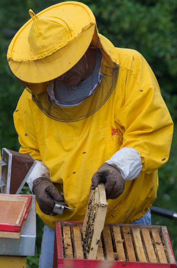 Honeycomb stock photo. Image of nectar, comb, bees, farm - 32378344
