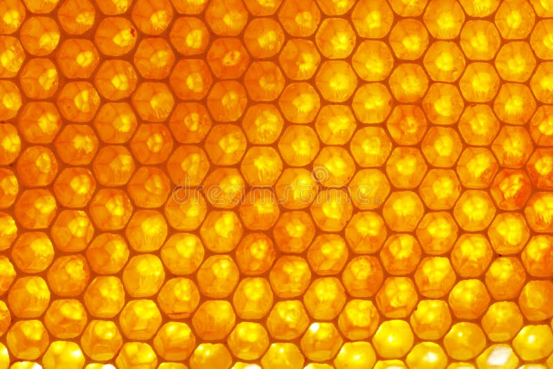 Honey cells stock photo. Image of food, honeycell, cell - 4554840