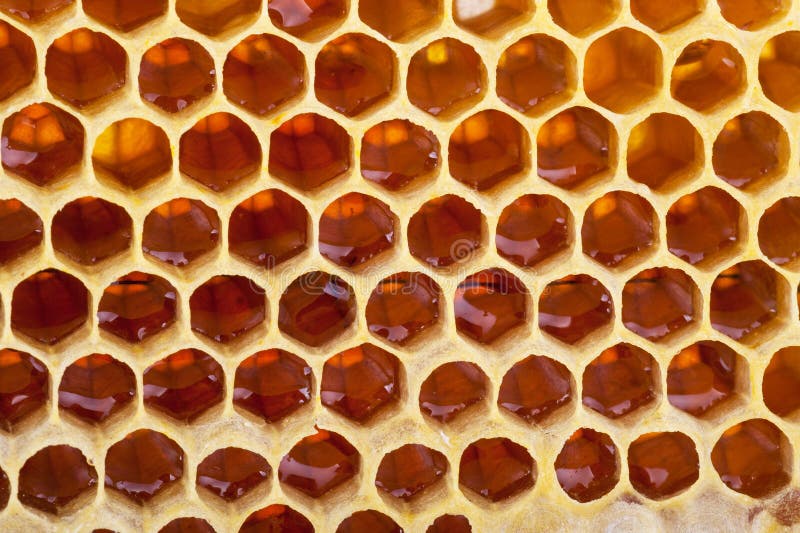 Sponge texture stock photo. Image of natural, color, isolated - 22097588