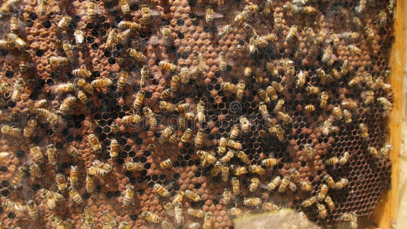 Honeycomb with Bee Bread. Bees Pack Honeycomb with Bee Bread. Stock ...