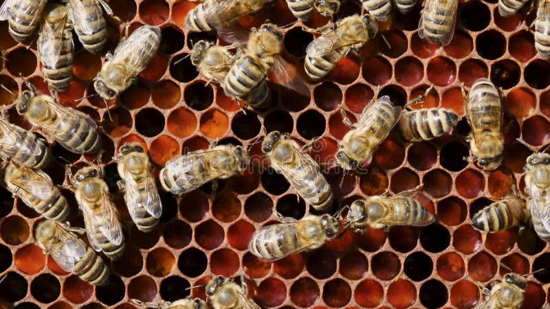 Honeycomb with Bee Bread. Honeycomb with Colorful Perga. Bees Pack ...