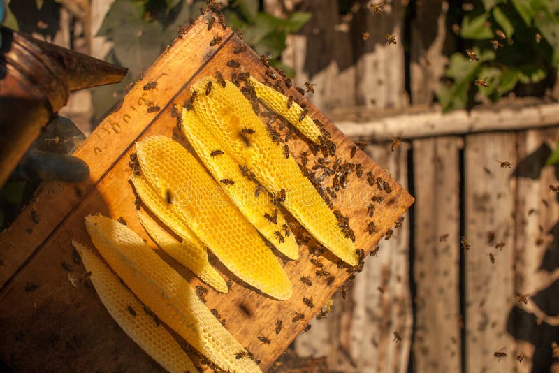 Honeycomb, Beehive Frame, Raw Honeycomb Frame with Honey Stock Image ...