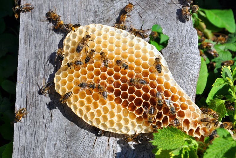 Honeycomb with bees stock image. Image of sweet, detailed - 53012999