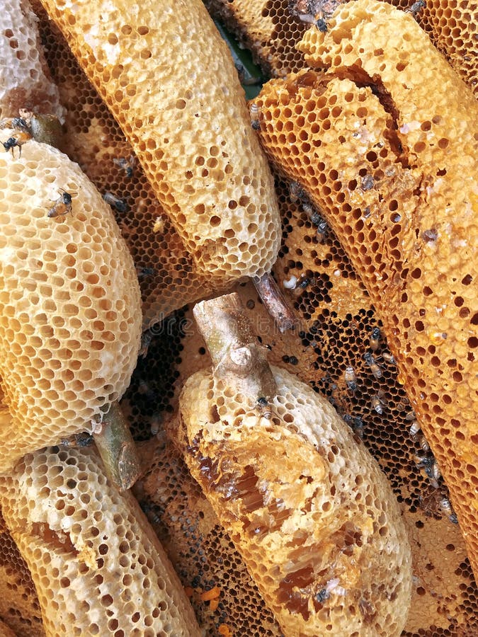 Honeycomb with Bees in Apiary Stock Image - Image of animal, meal ...