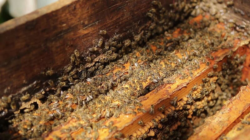 Honeycomb with Bees. Bees Work Inside Beehive. Close-up View Colony of ...