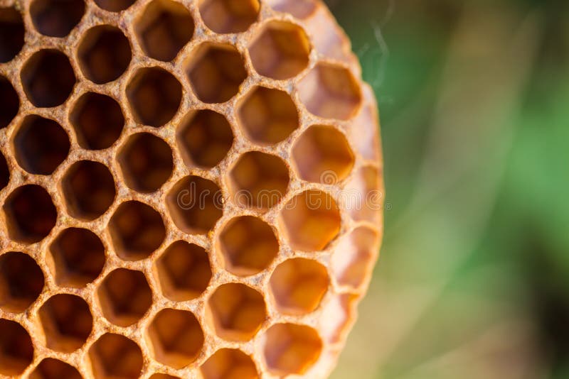 Honeycomb Cells Closeup from Beehive Stock Image - Image of honey ...