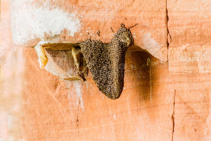 Honeycomb on the cliff stock photo. Image of natural - 138422876