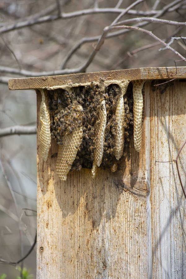 Honeycomb Full of Bees stock photo. Image of agriculture - 133389746