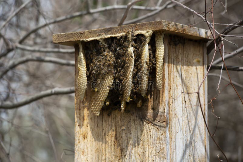 Honeycomb Full of Bees stock photo. Image of honey, beekeeping - 133389922