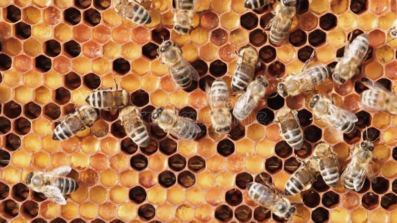 Honeycomb with Colorful Perga. Honeycomb with Bee Bread. Bees Pack ...